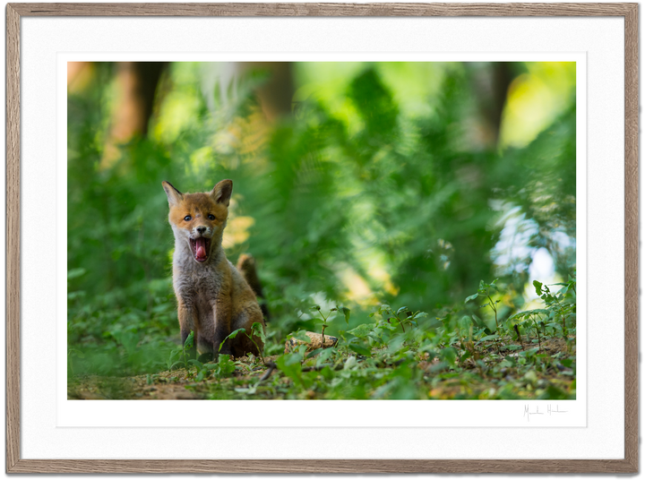 The Fox Cub - FineArt print – Morten Hilmer